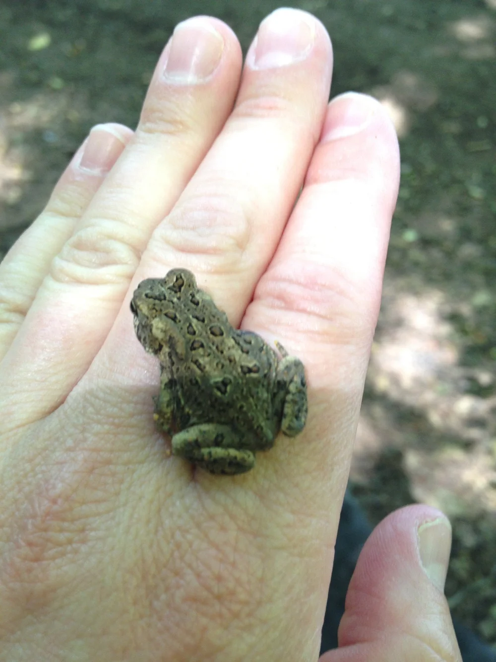 Janet Ridgeway Animal Communication