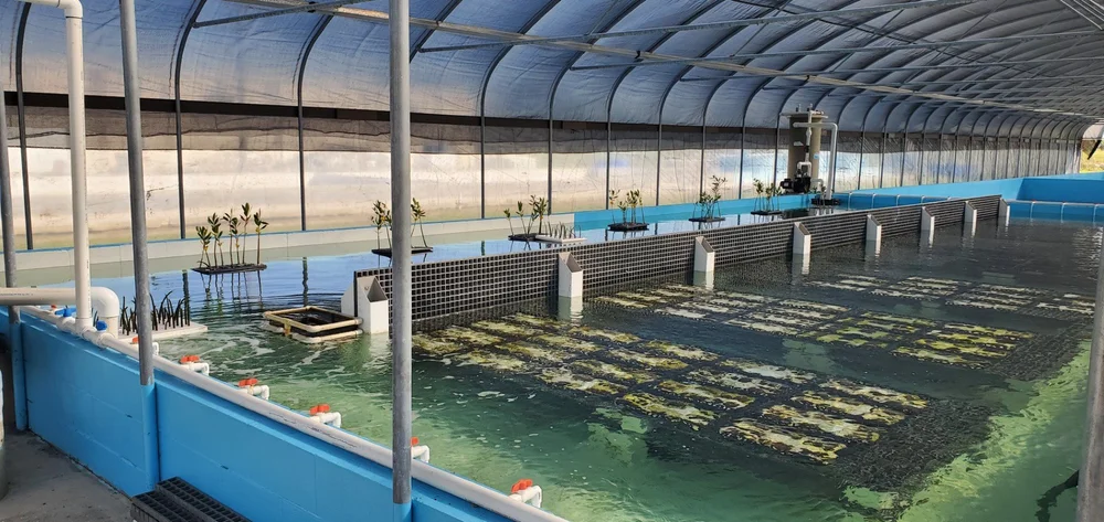 Land-based Coral Nursery | Support Reef Conservation Today — Seagrass ...