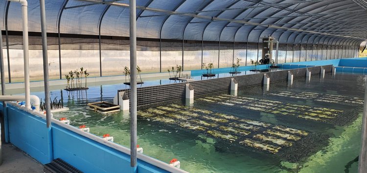 Land-based Coral Nursery | Support Reef Conservation Today — Seagrass ...