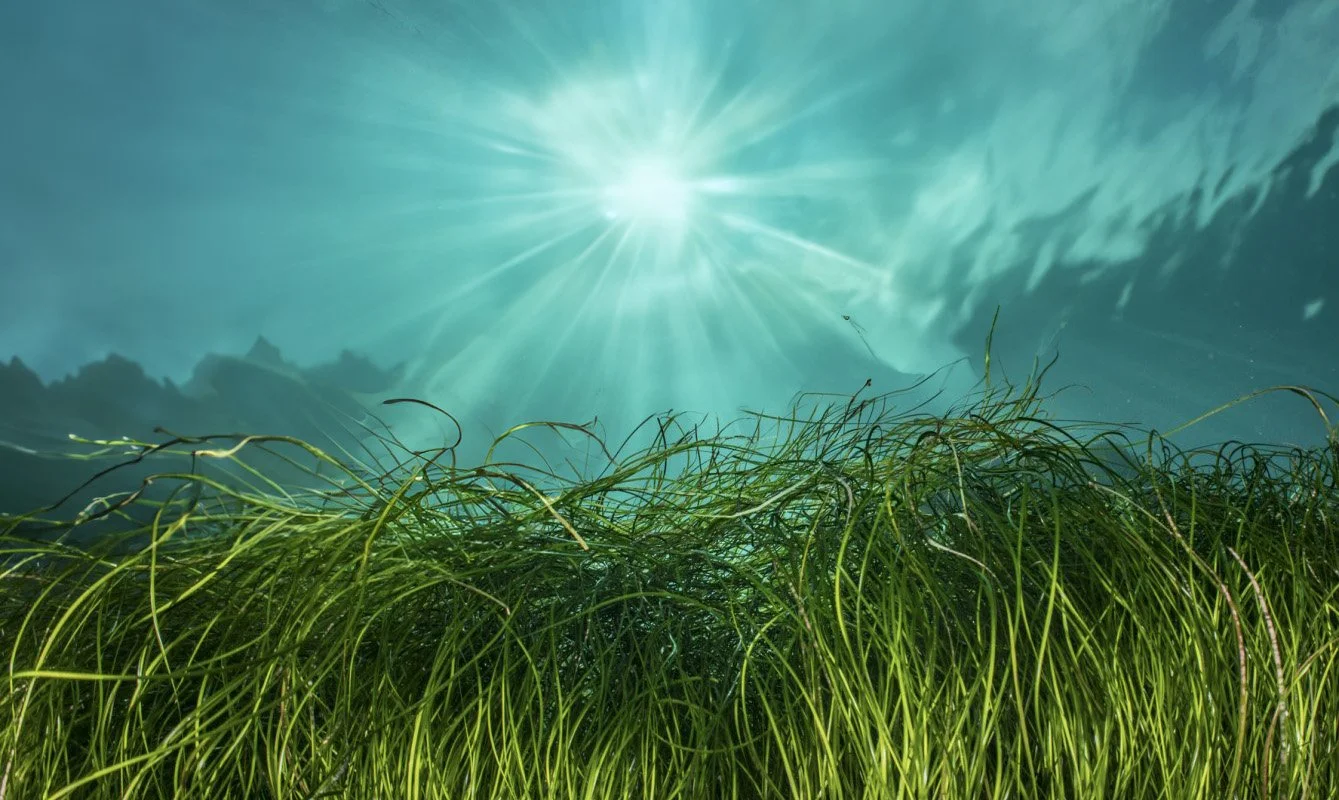 Seagrass Restoration Institute | Support Marine Conservation Efforts