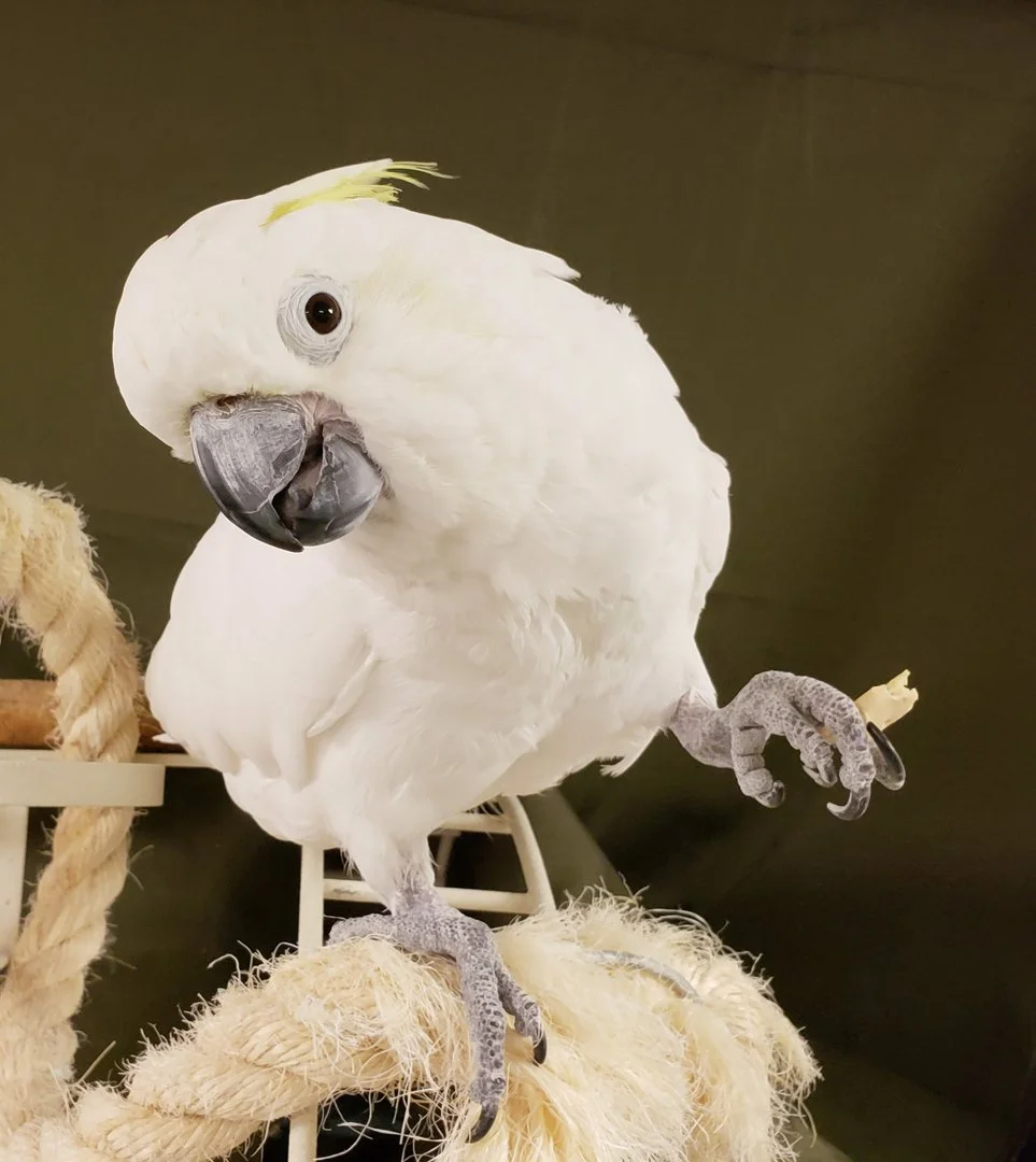 Pandemonium Rainforest Project