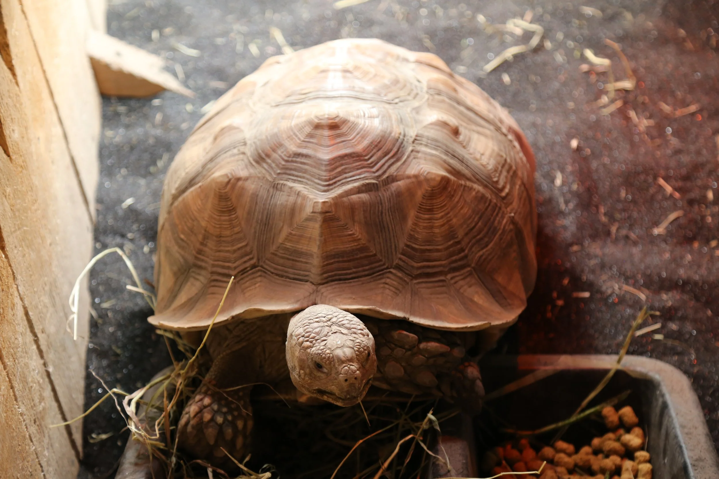 Pandemonium Rainforest Project