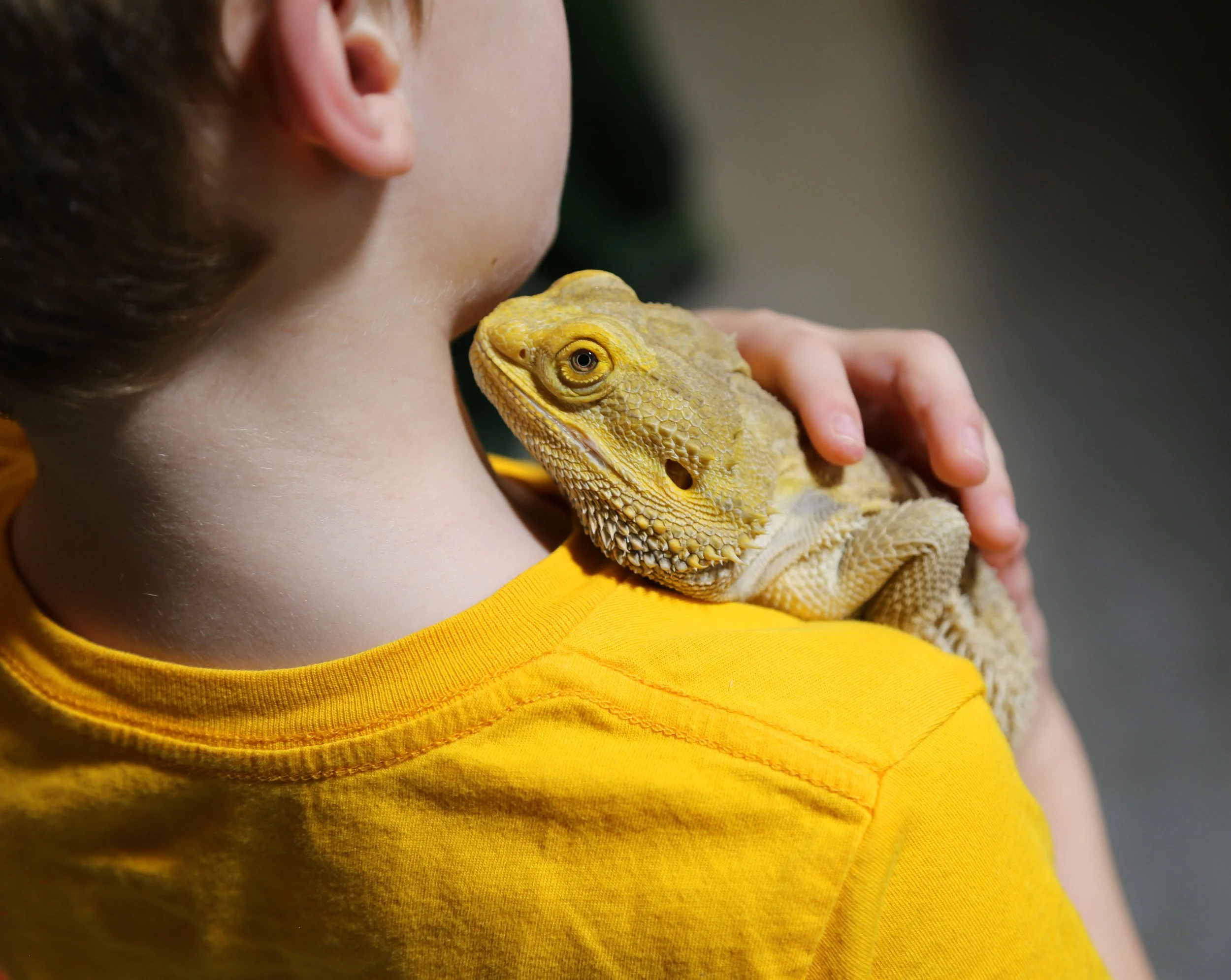 Pandemonium Rainforest Project