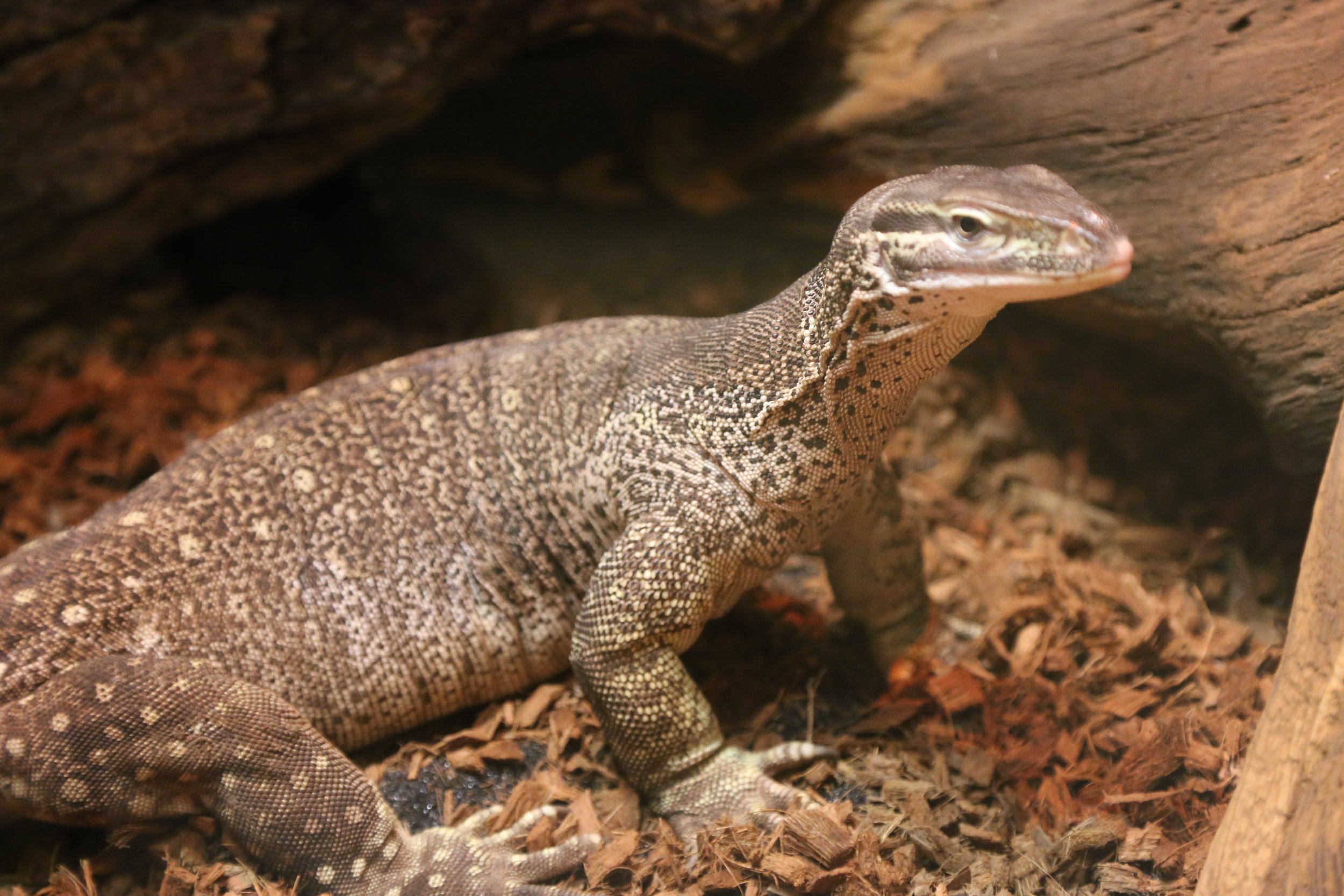 Rescue and Adoption — Pandemonium Rainforest Project