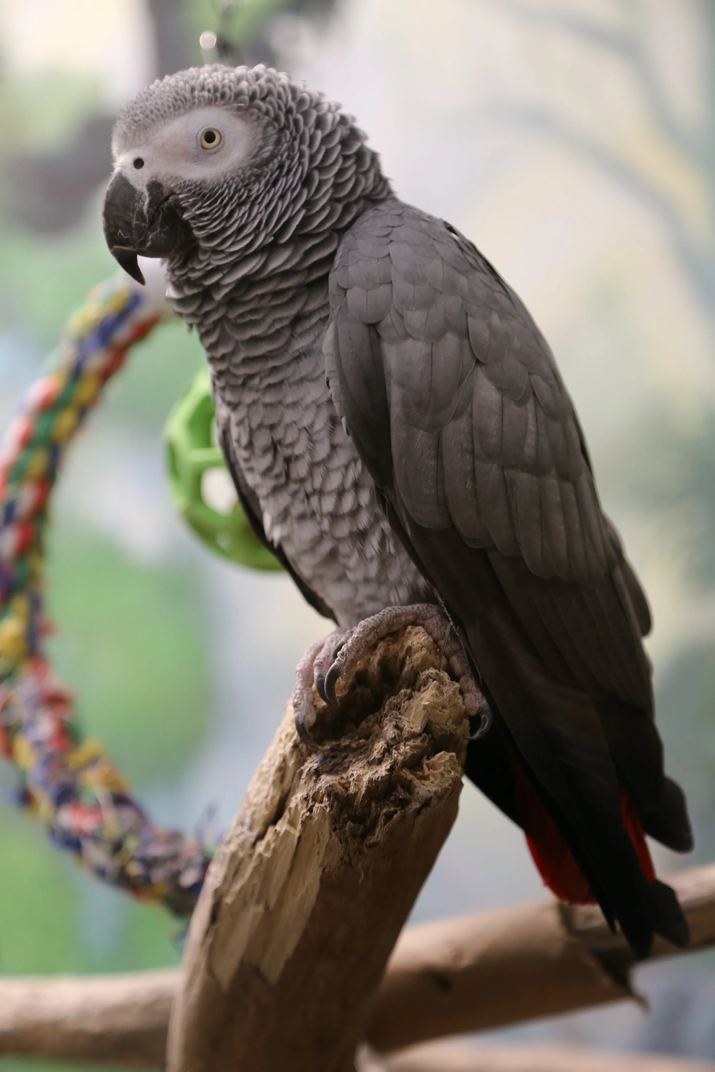 Pandemonium Rainforest Project