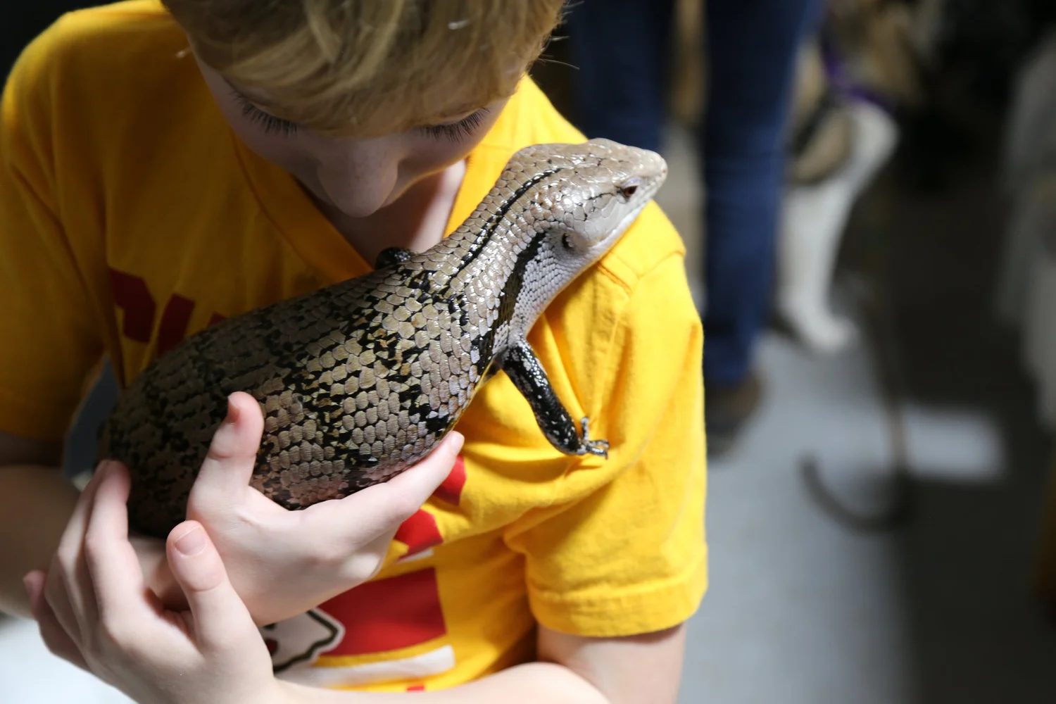 Rescue and Adoption — Pandemonium Rainforest Project