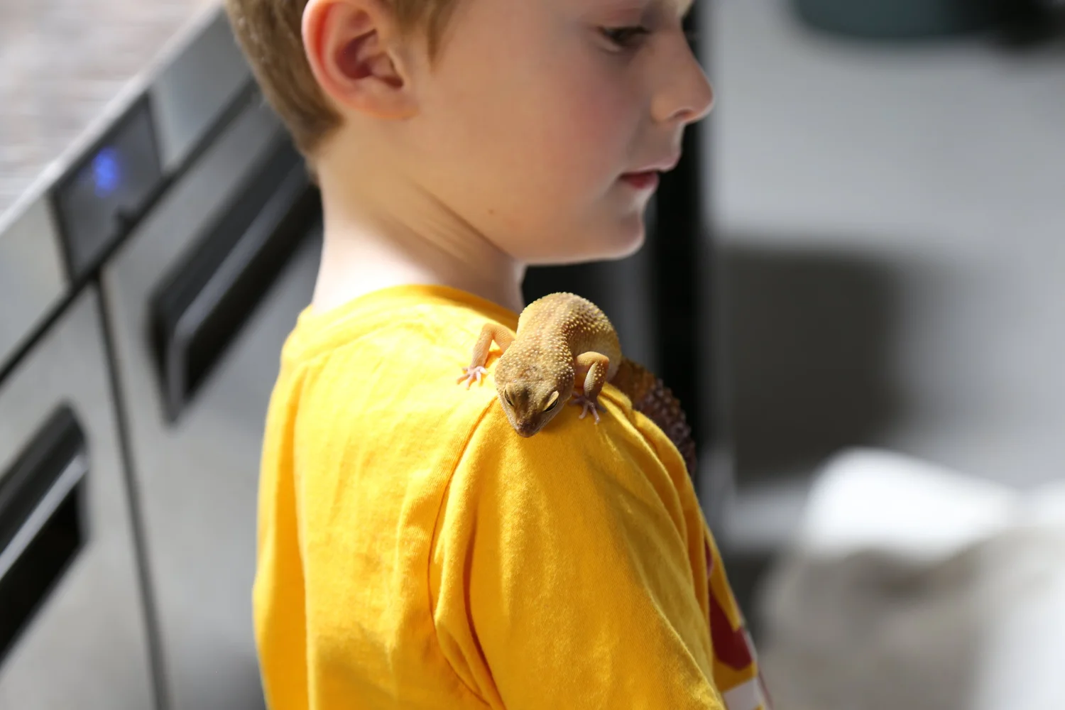 Rescue and Adoption — Pandemonium Rainforest Project