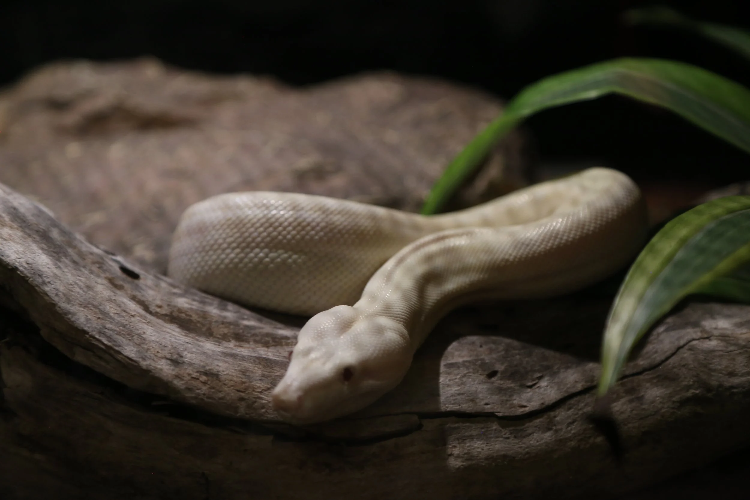 Rescue and Adoption — Pandemonium Rainforest Project