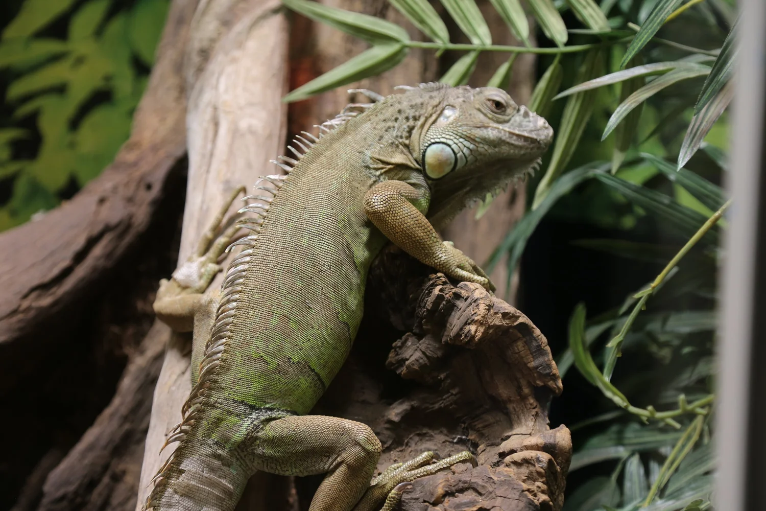 Pandemonium Rainforest Project
