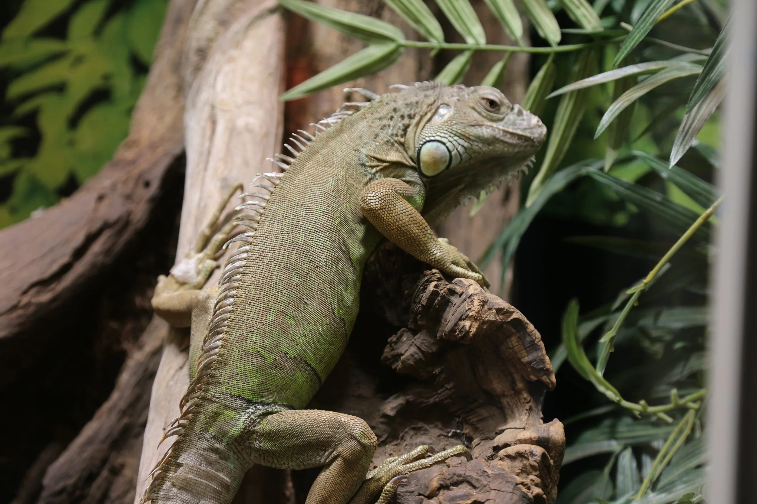 Pandemonium Rainforest Project