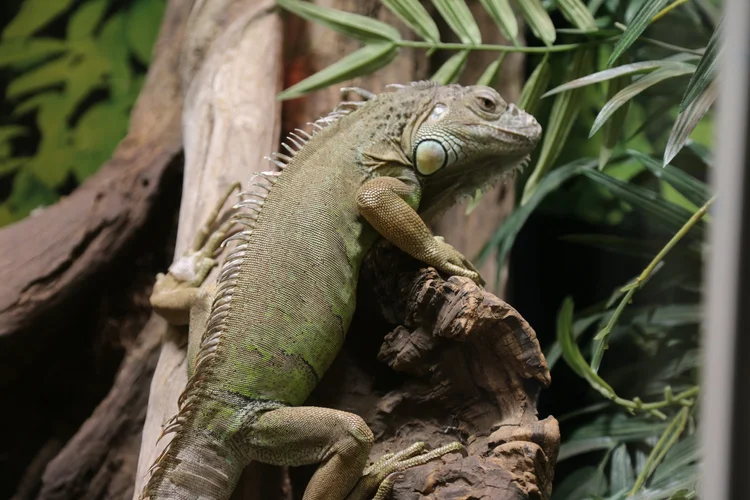 Pandemonium Rainforest Project