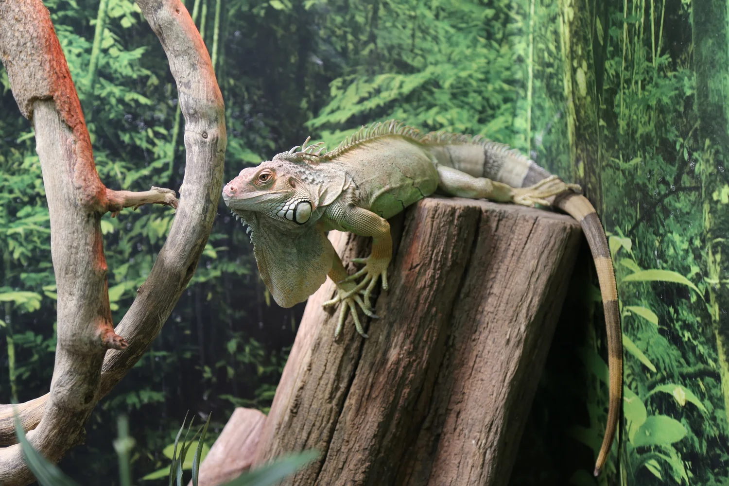 Rescue and Adoption — Pandemonium Rainforest Project