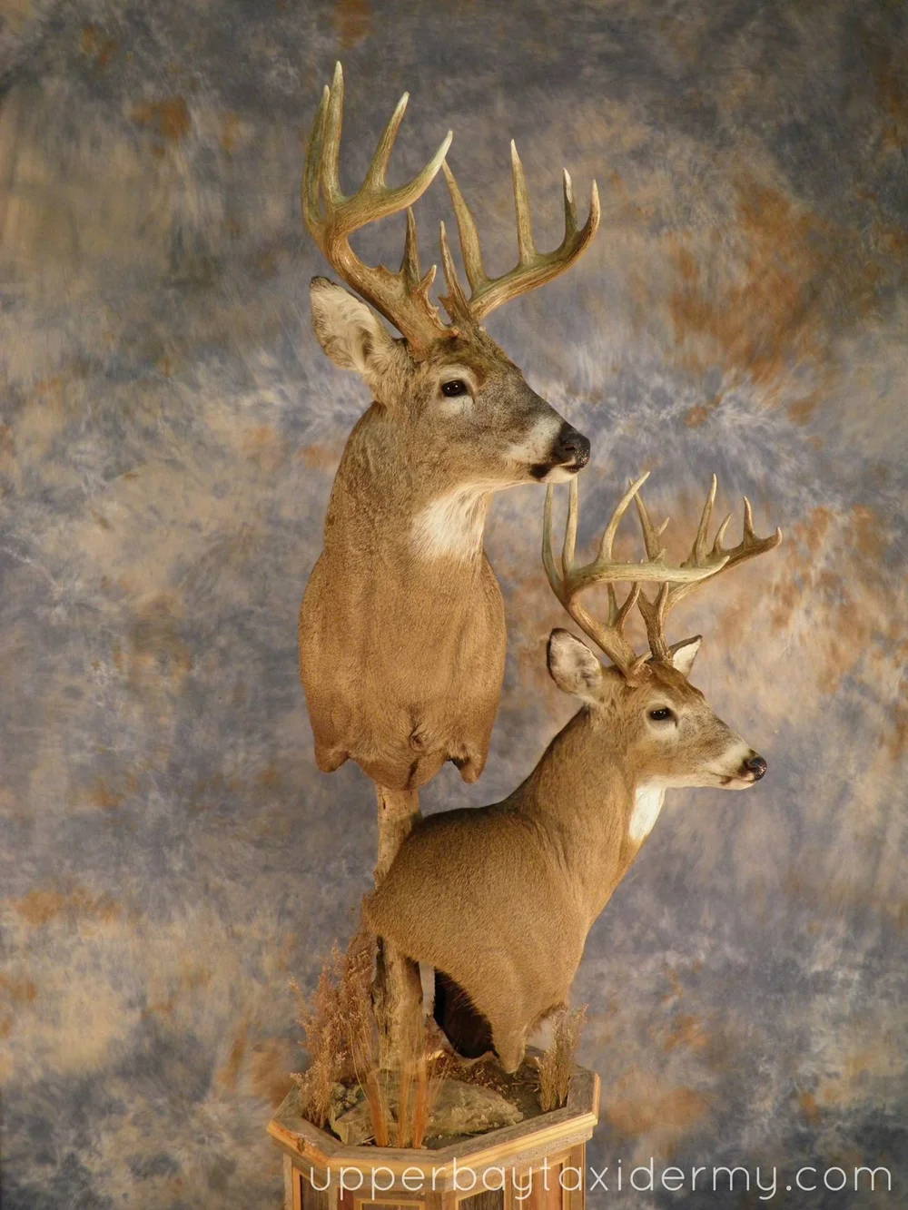 Deer — Upper Bay Taxidermy
