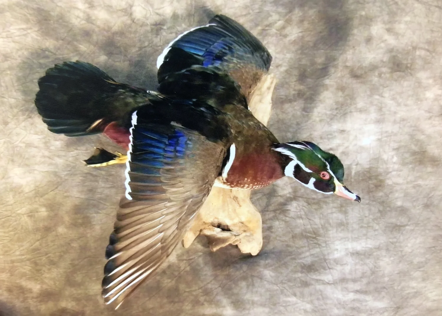 Waterfowl & Upland Birds — Upper Bay Taxidermy