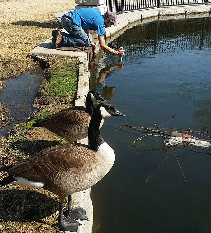 Goose Poop in Lakes — The Lakes of Missouri Volunteer Program