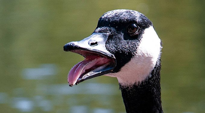 Goose Poop in Lakes — The Lakes of Missouri Volunteer Program