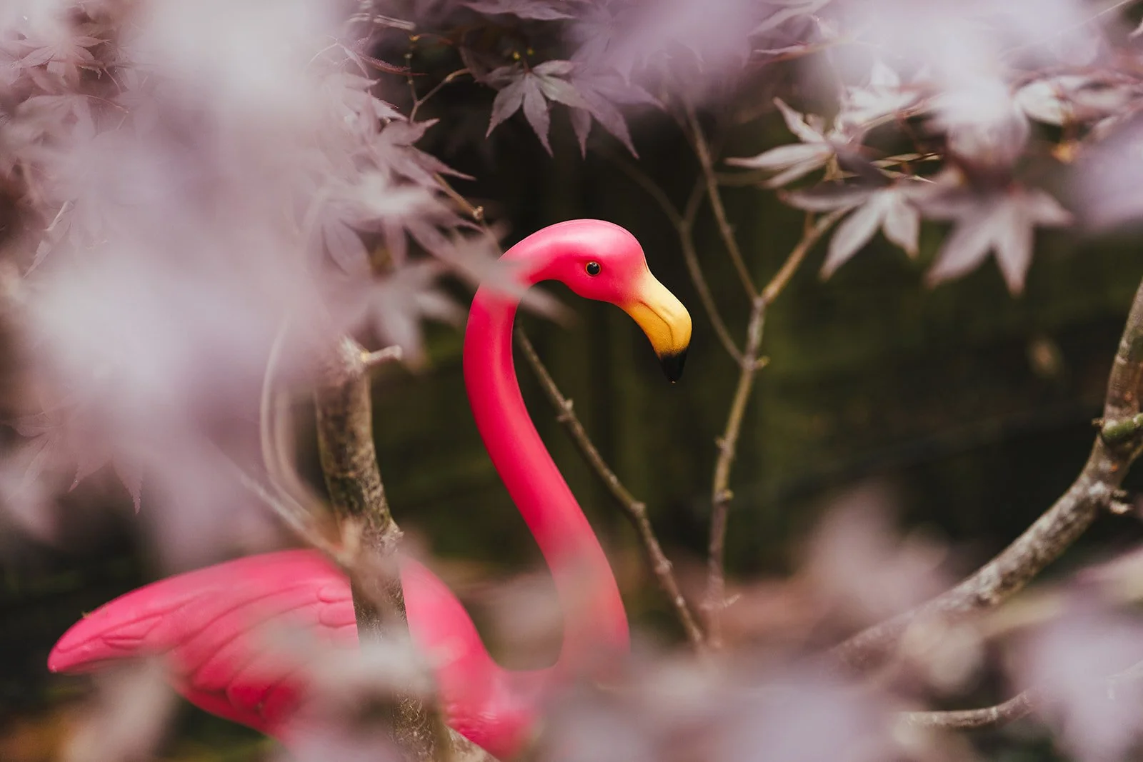 A flamingo a day keeps the Dr away! — Flow Tunbridge Wells