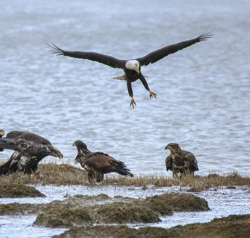 Bird Wise Observations: Tribal Elder Scott Schuyler — Be Bird Wise
