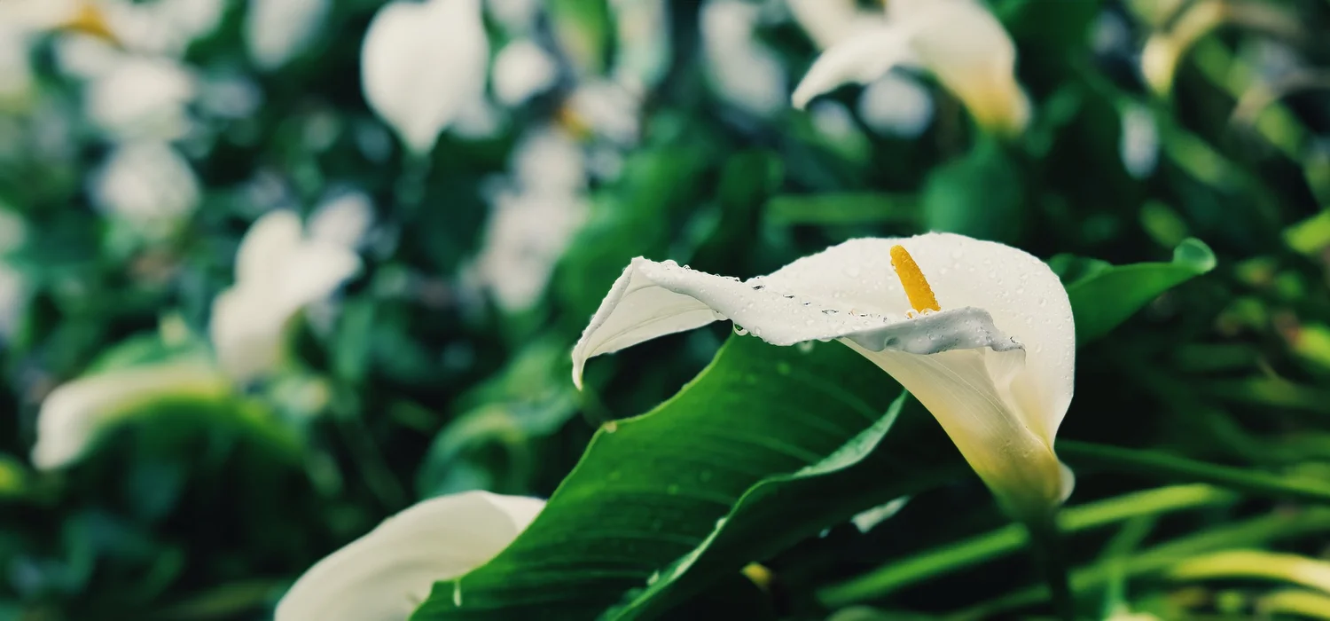 Calla Collaborative Health