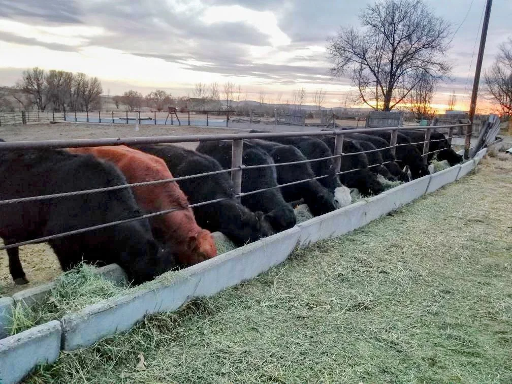 Sliding F Ranch | Premium Beef