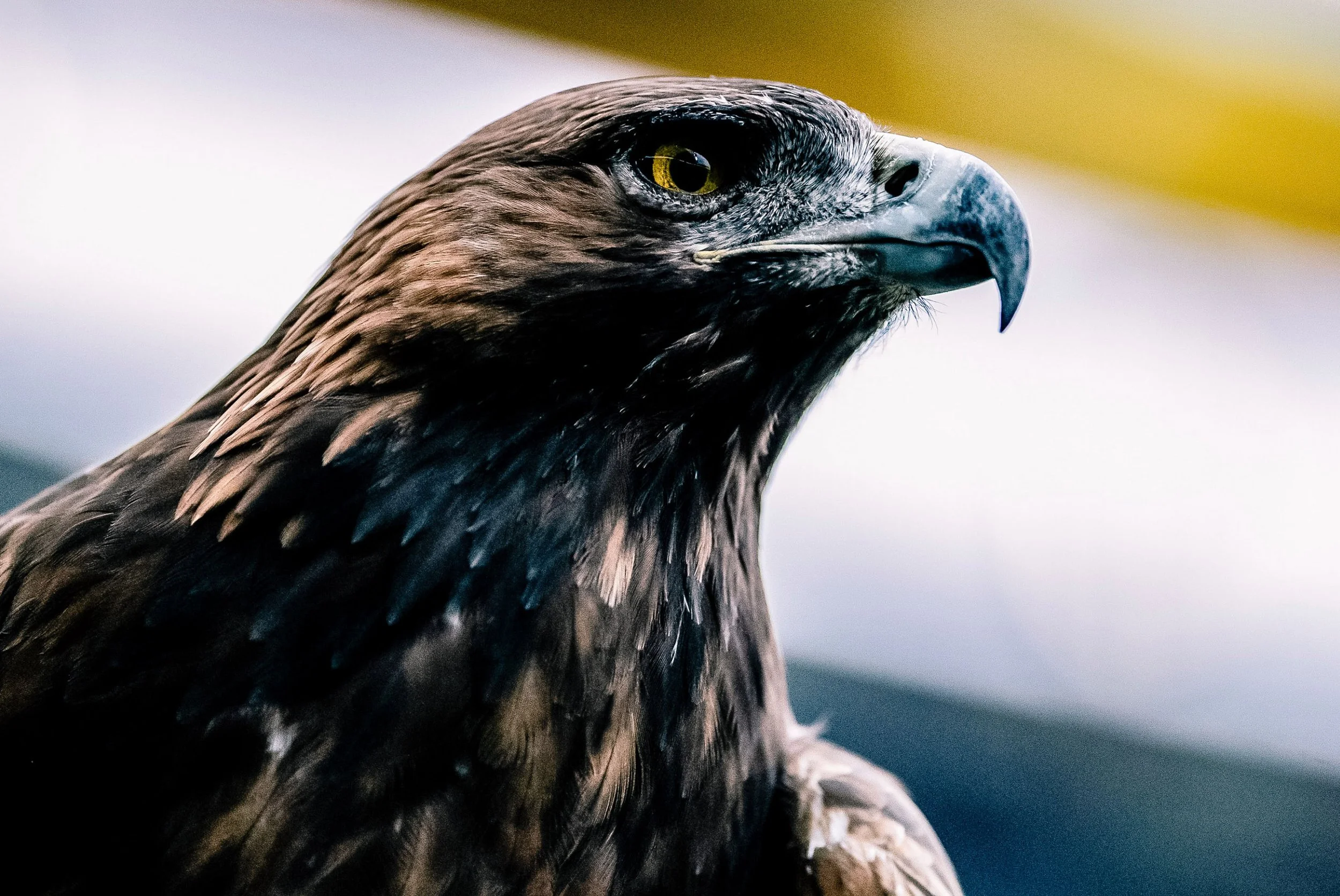 Creative Brand and Experience Design Agency