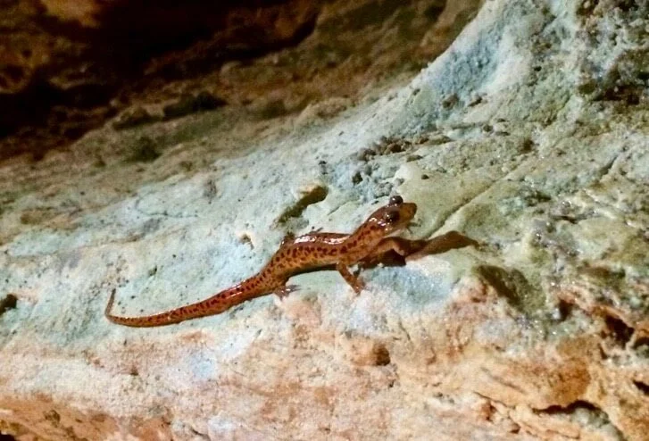 Stark Caverns | Discover Your Next Adventure!