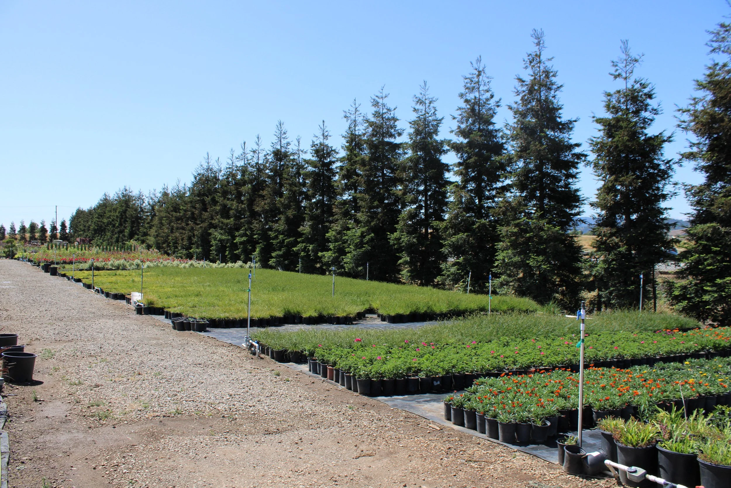 About — JC Nursery