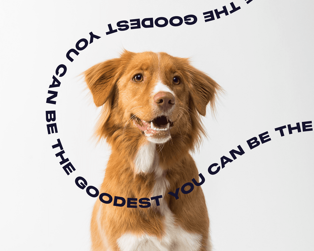 Canine Classes — Canine College