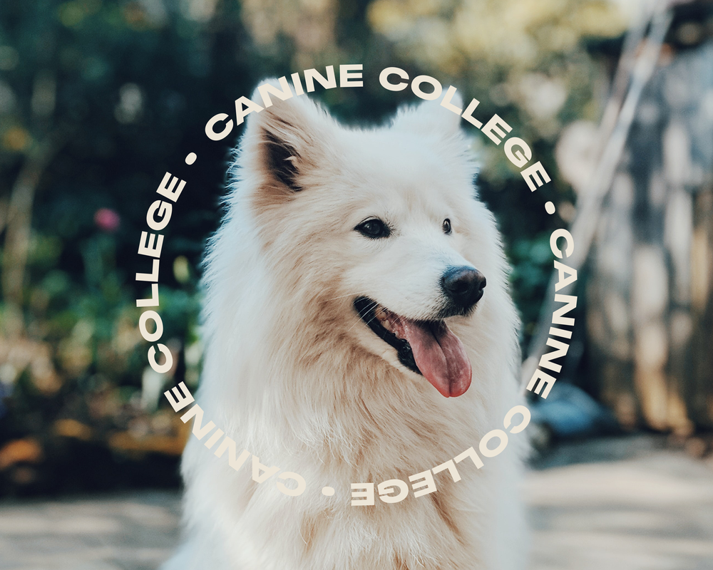 Canine Classes — Canine College