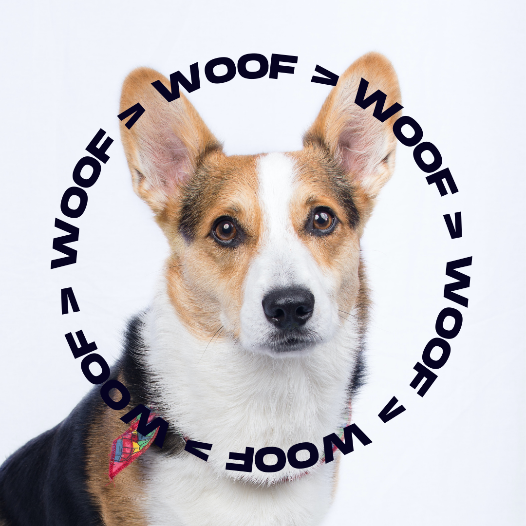 Canine Classes — Canine College