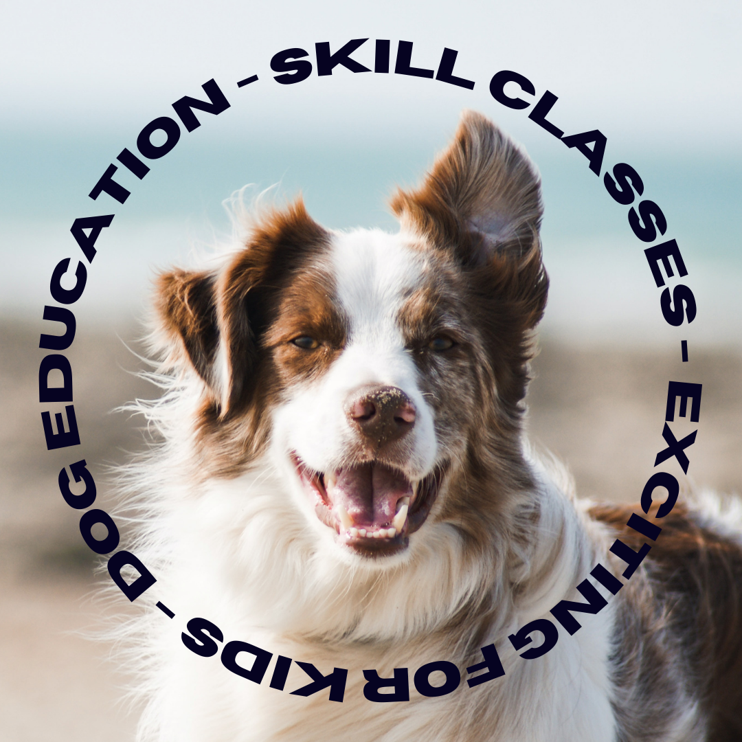Canine Classes — Canine College