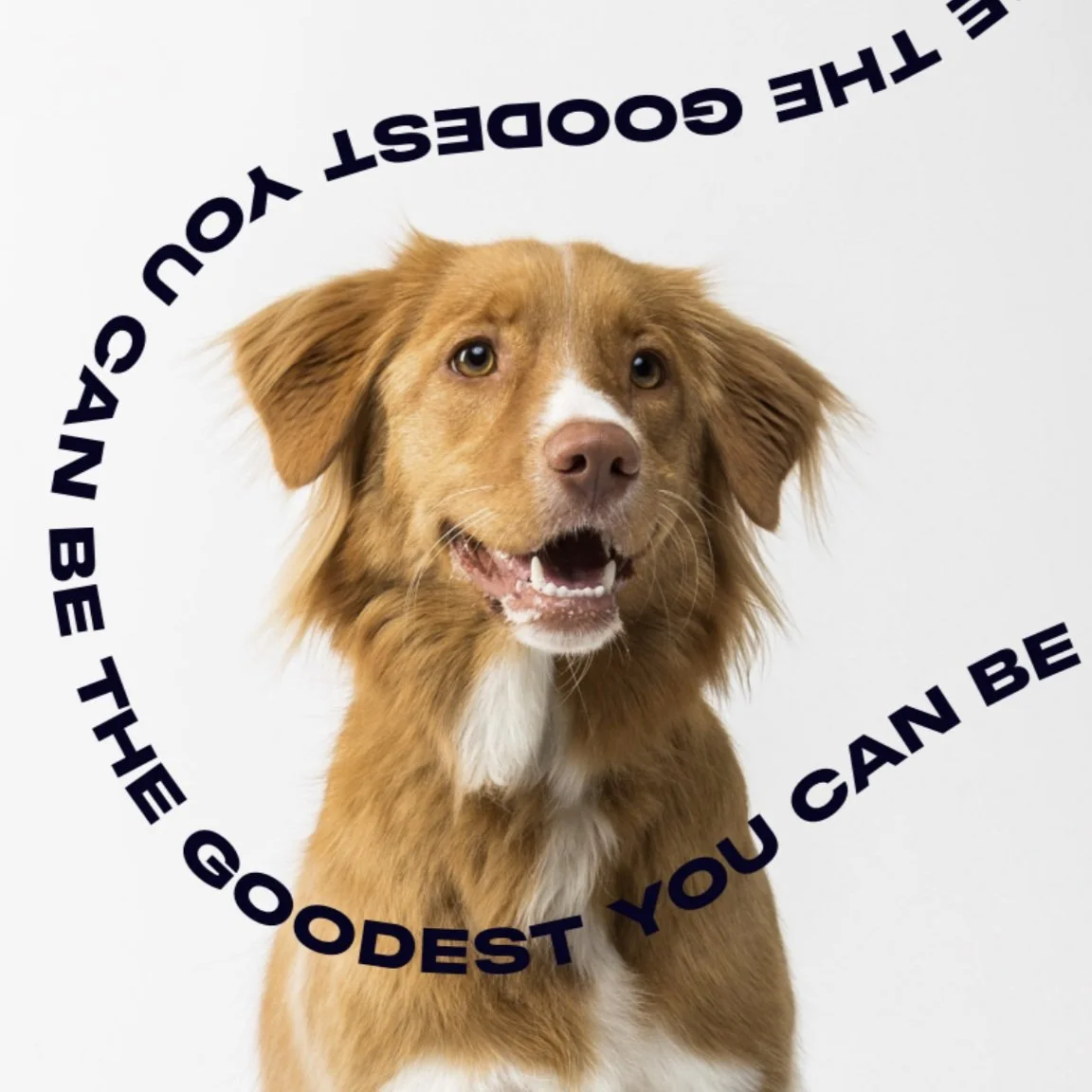 Canine College