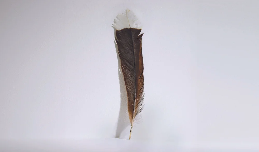 Rare Huia Feather Up For Auction — Webbs – NZ Specialist Auctioneers ...