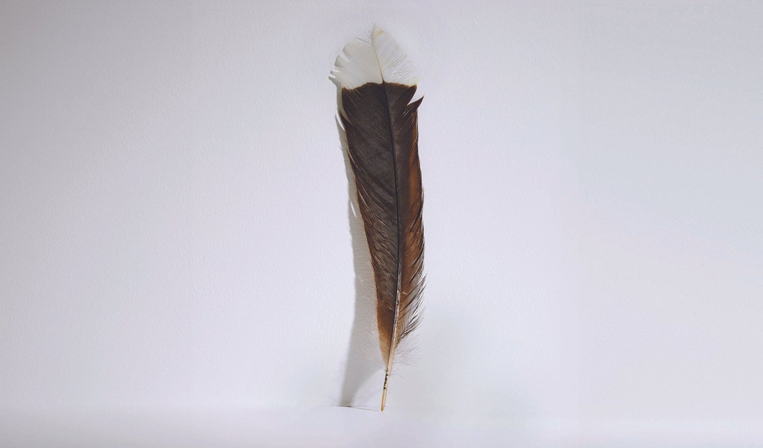 World Record Broken - Most Expensive Feather Ever — Webbs – NZ ...