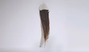 World Record Broken - Most Expensive Feather Ever — Webbs – NZ ...
