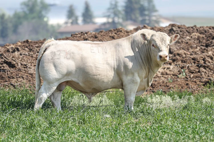 Bull Sale — Eaton Charolais Ranch