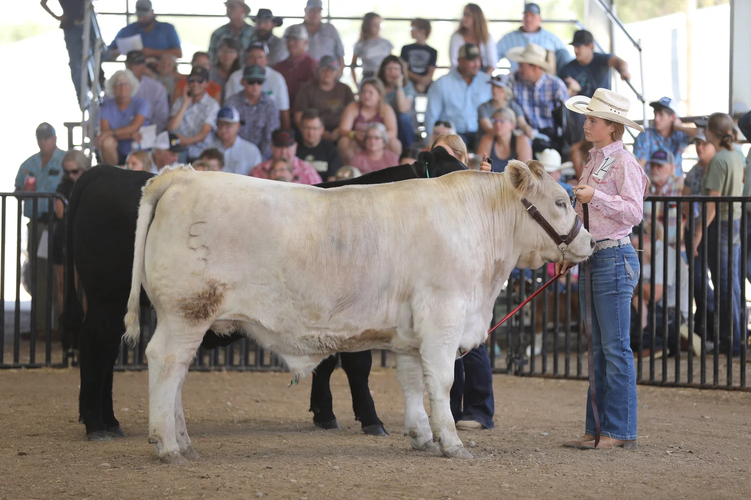Eaton Charolais Ranch
