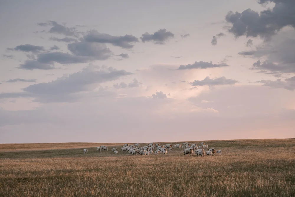 Bull Sale — Eaton Charolais Ranch