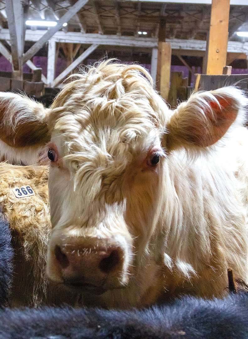 Local Livestock History — Hagerstown Magazine