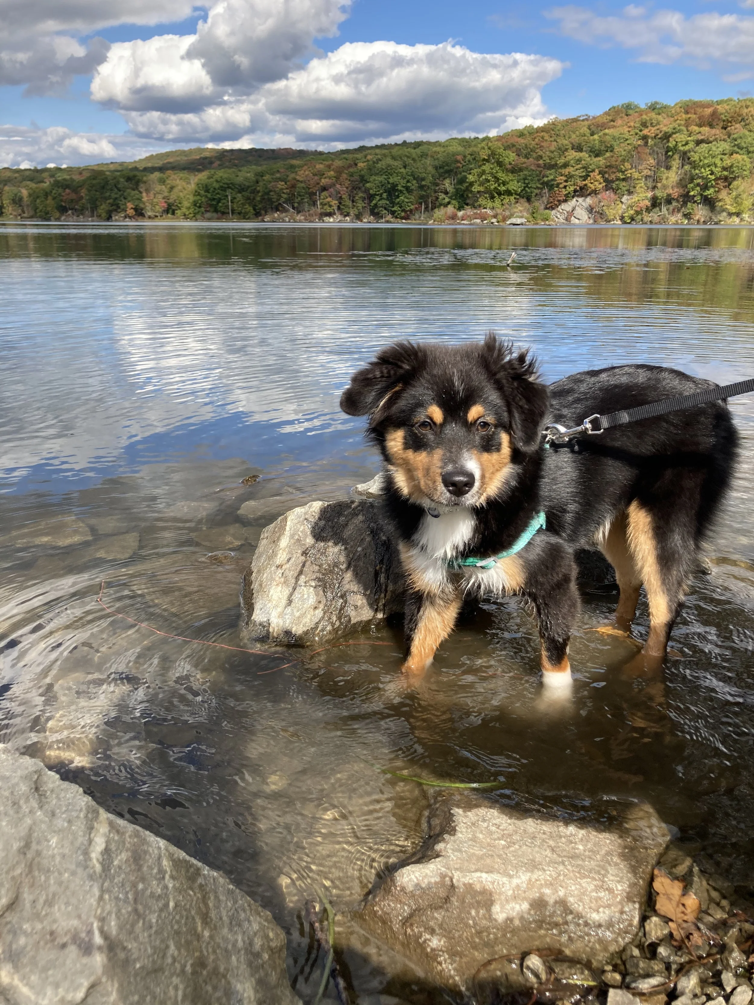 Jamie Zaccardi, LCSW — Summit Psychotherapy