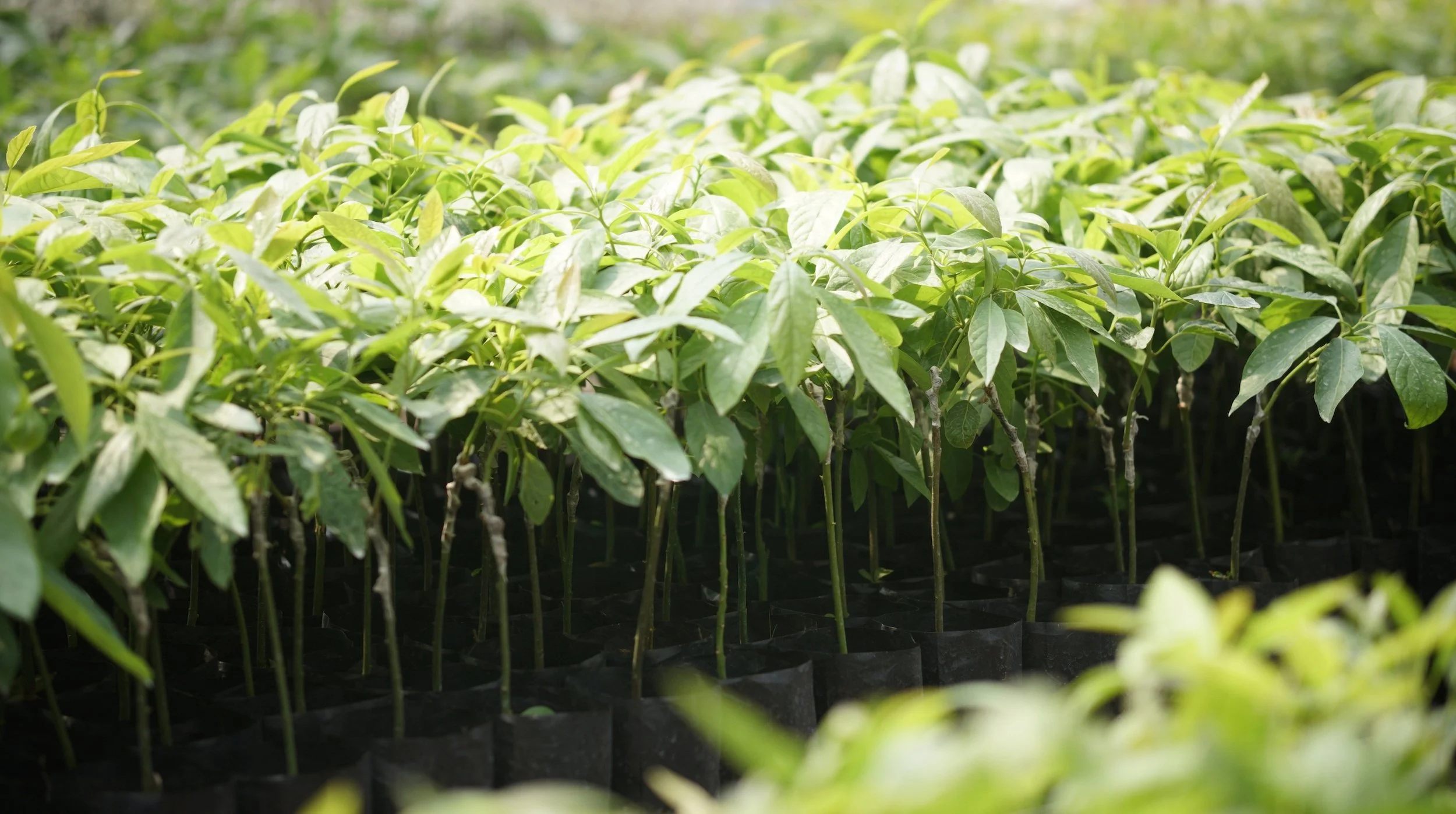 Resources — Avocado Growers of California