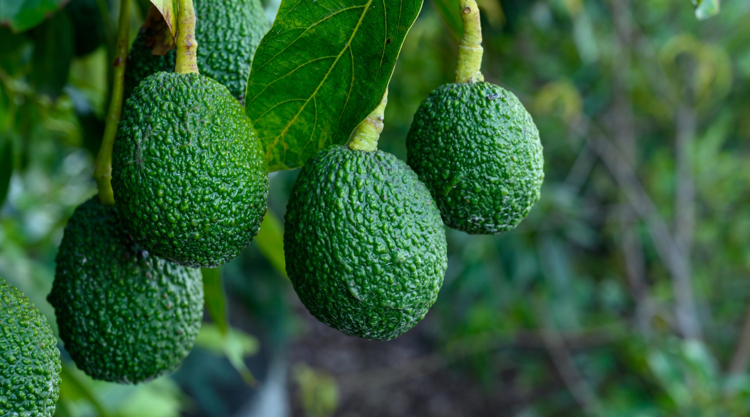 Avocado Growers of California