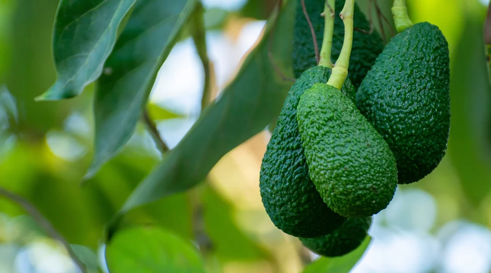 Avocado Growers of California