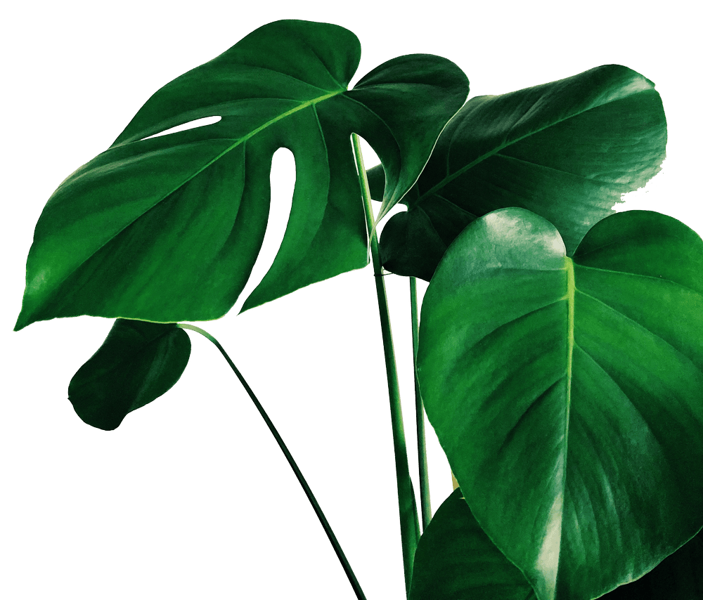 Rachel Ricketts | Author, Alchemist, Activist