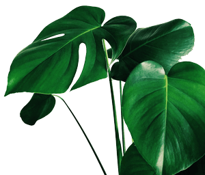 Rachel Ricketts | Author, Alchemist, Activist