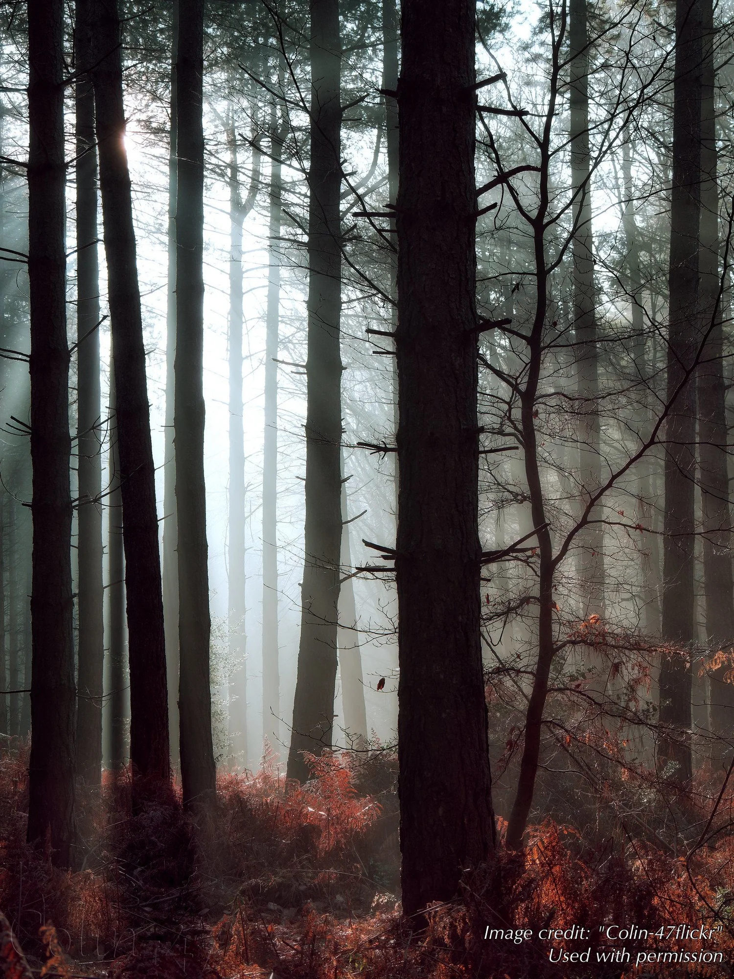 Story Carriers: The Movement