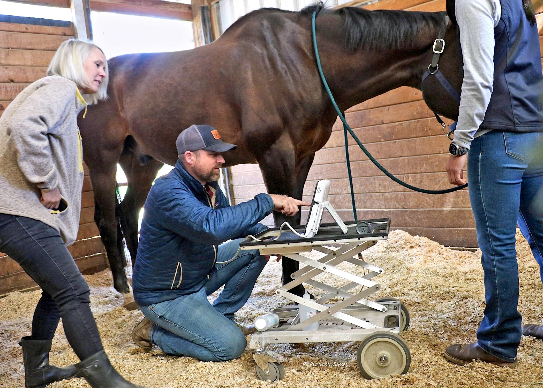 Stifle Injections: Aftercare — Tumalo Ridge Equine