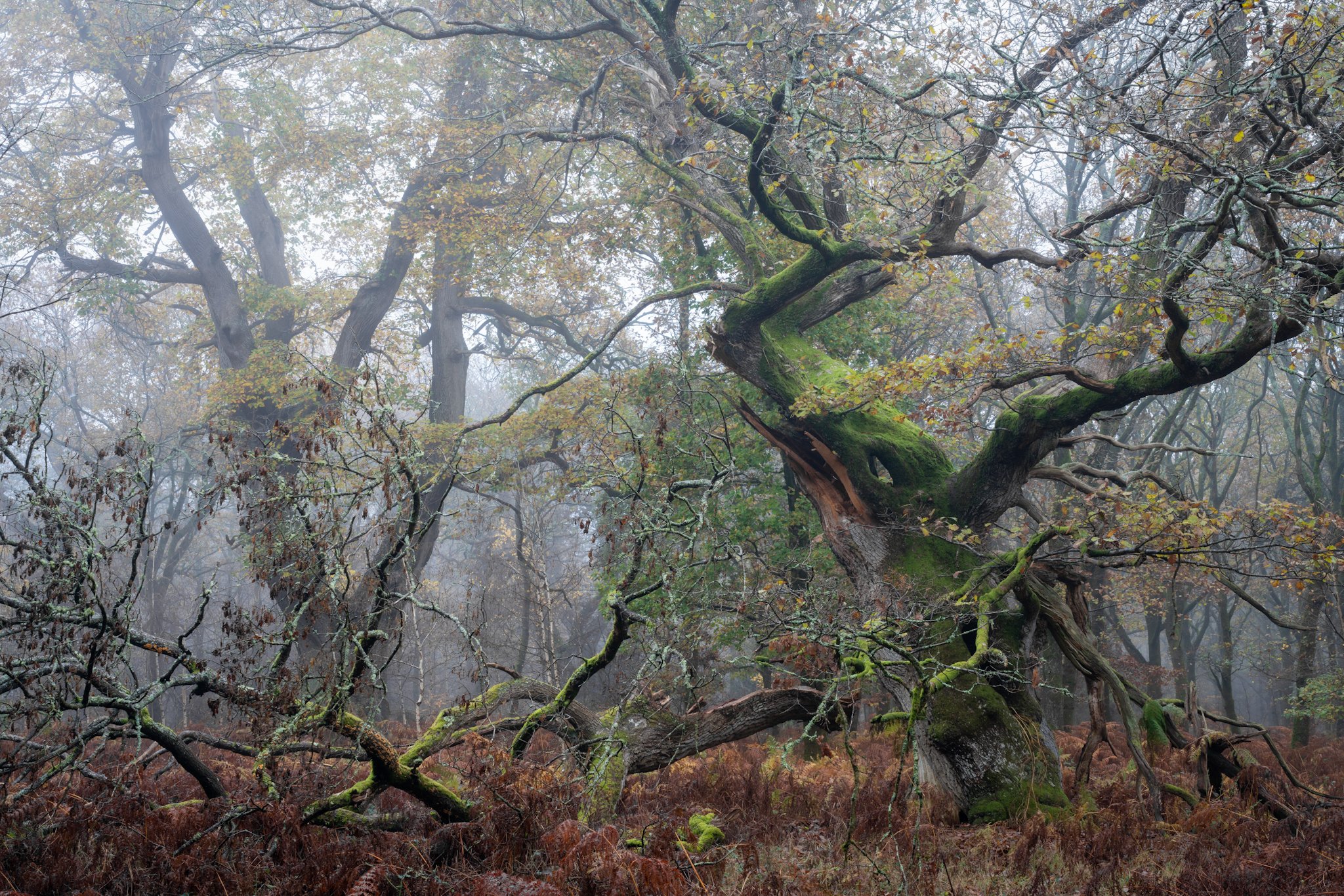 Nathan Hollingsworth Woodland Photography
