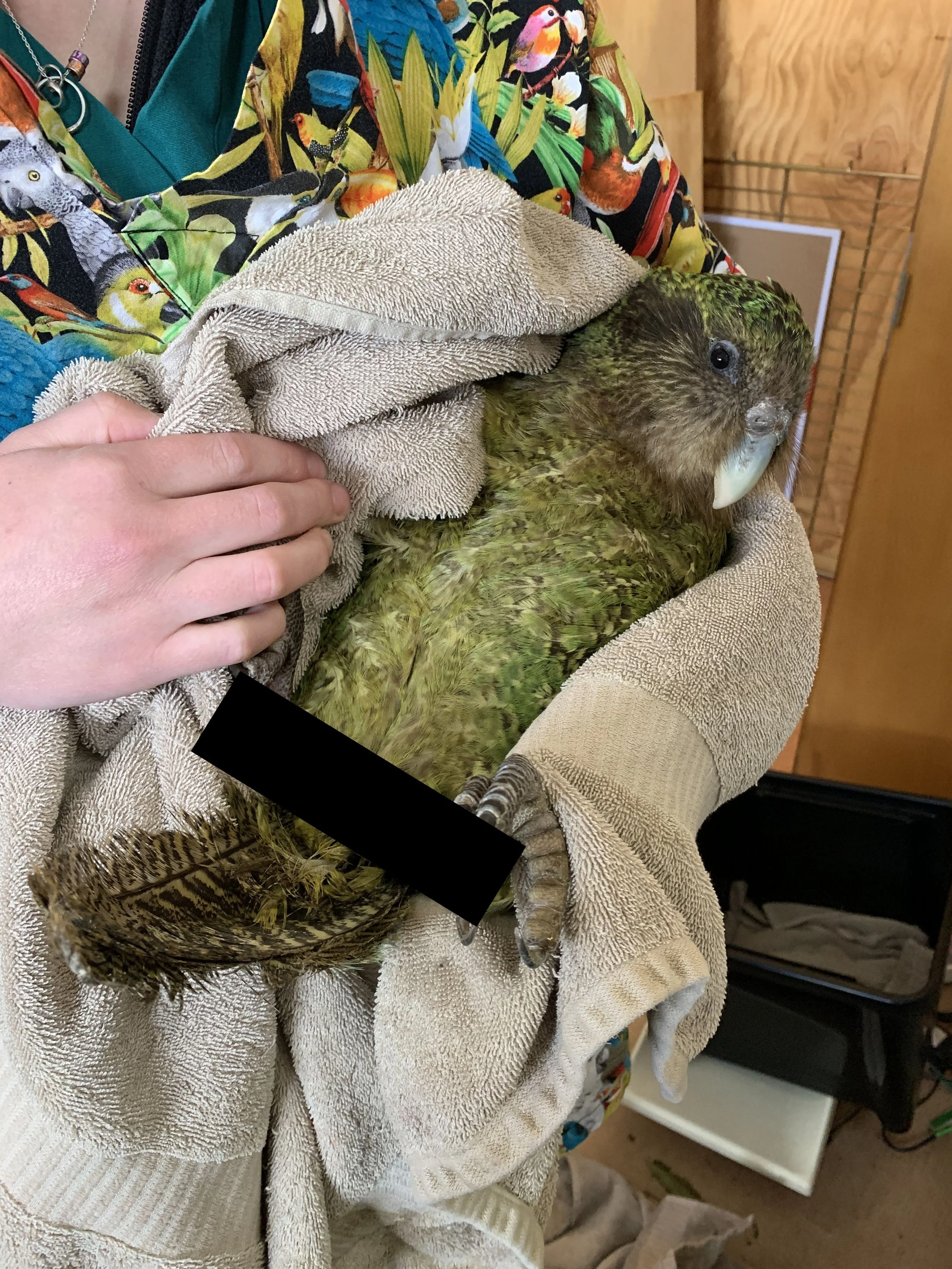 Crusty Bum Treatment — The Wildlife Hospital