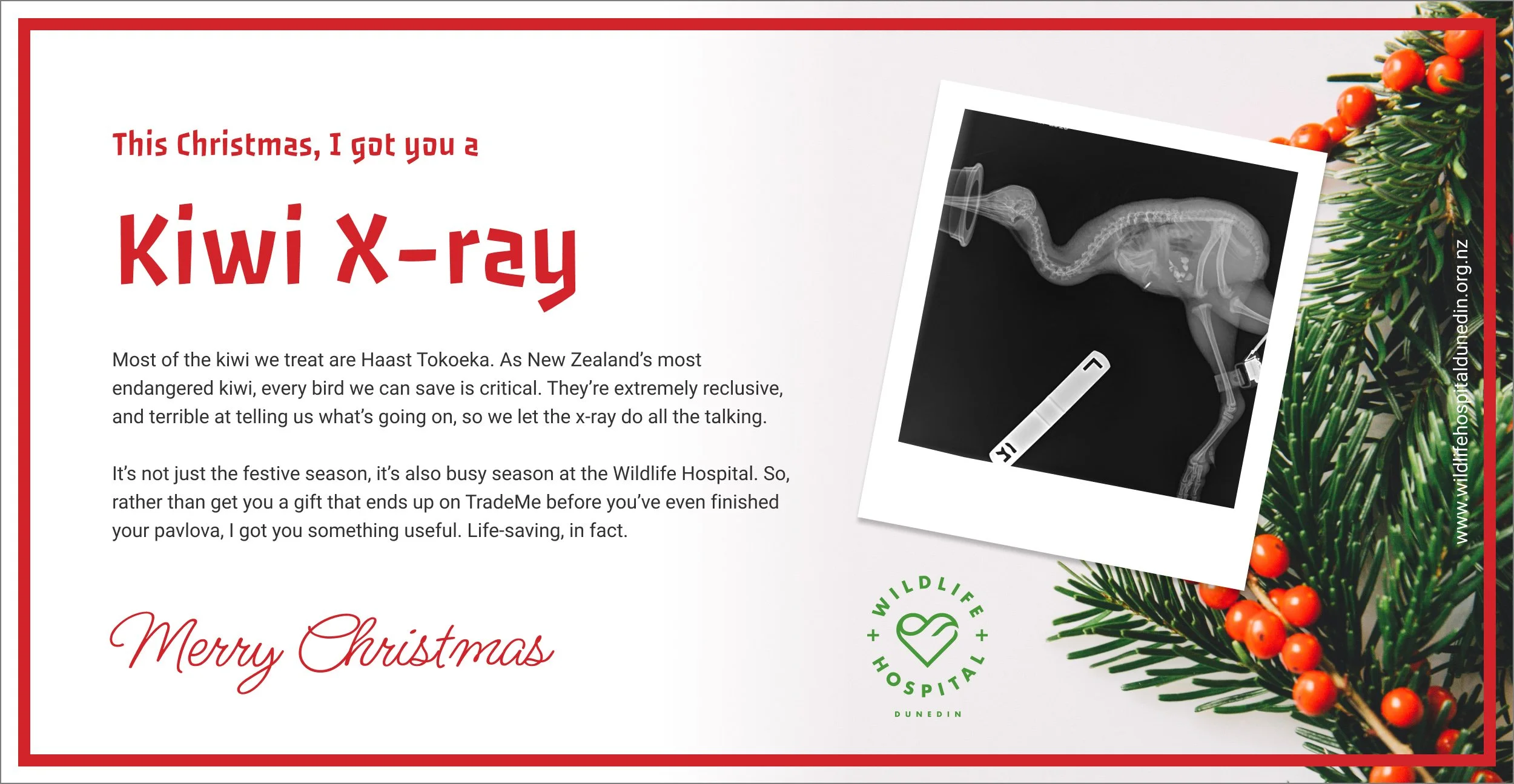 Kiwi X-ray — The Wildlife Hospital